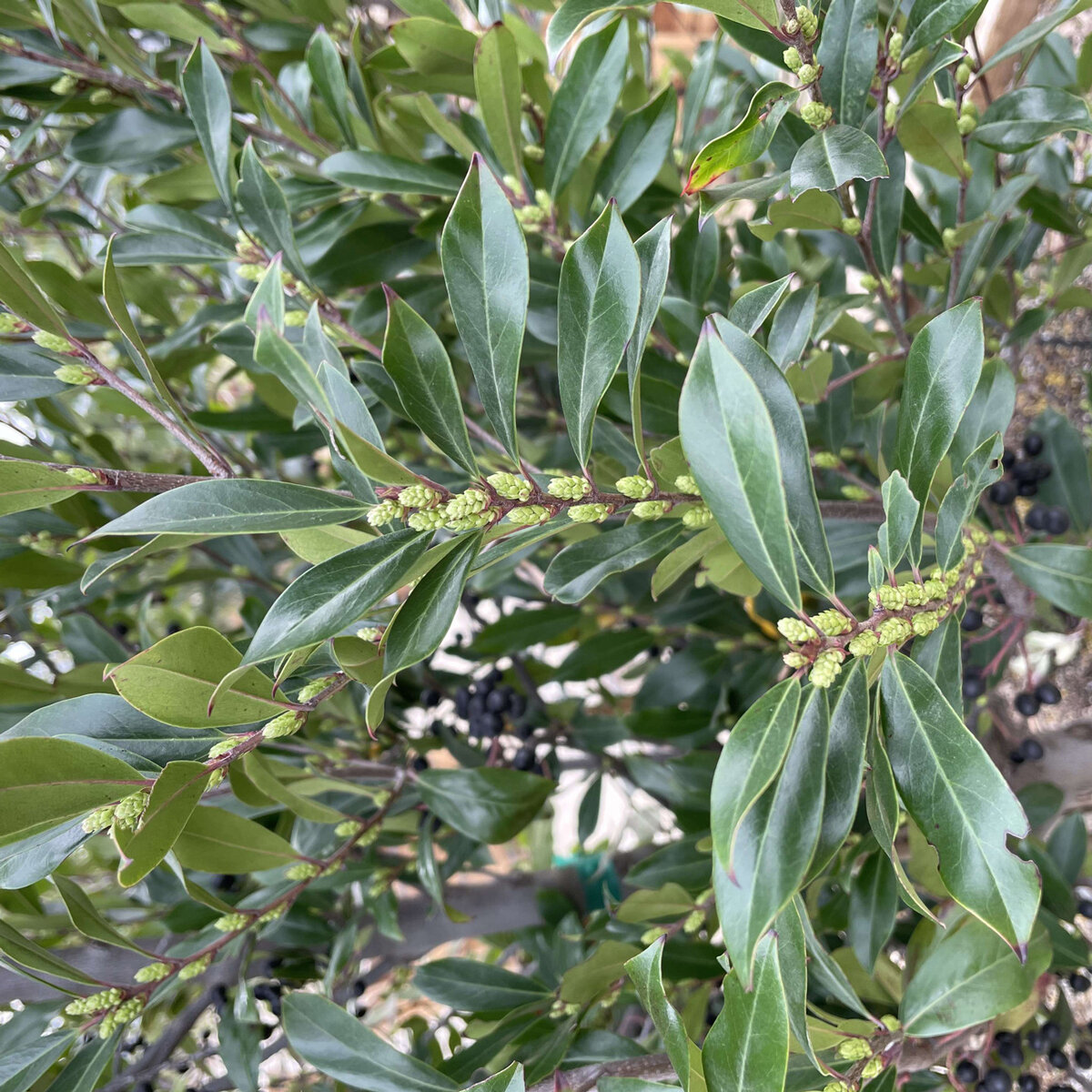 Prunus Caroliniana Compacta Portfolio Cherry Laurel | SiteOne US