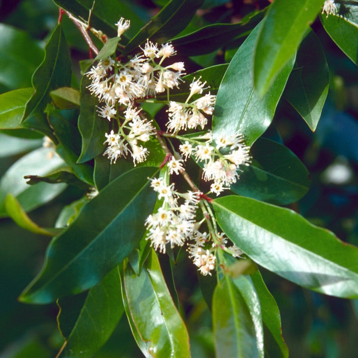 Prunus Caroliniana Compacta Portfolio Cherry Laurel | SiteOne US