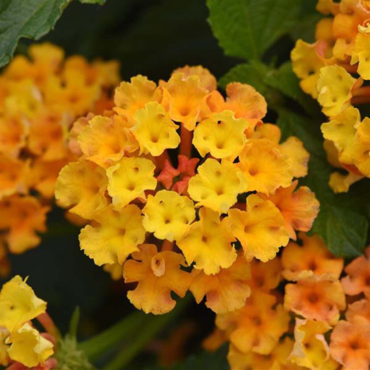 Lantana Camara Bloomify Orange Portfolio Lantana | SiteOne US