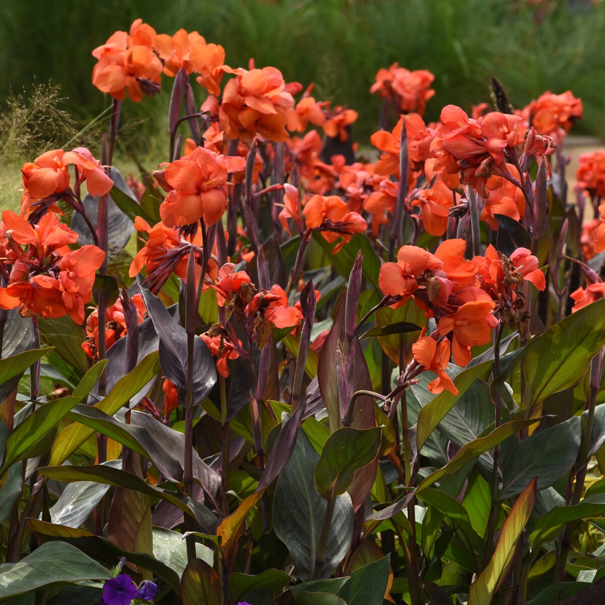 Canna x generalis Cannova Bronze Orange Portfolio Canna Lily | SiteOne US