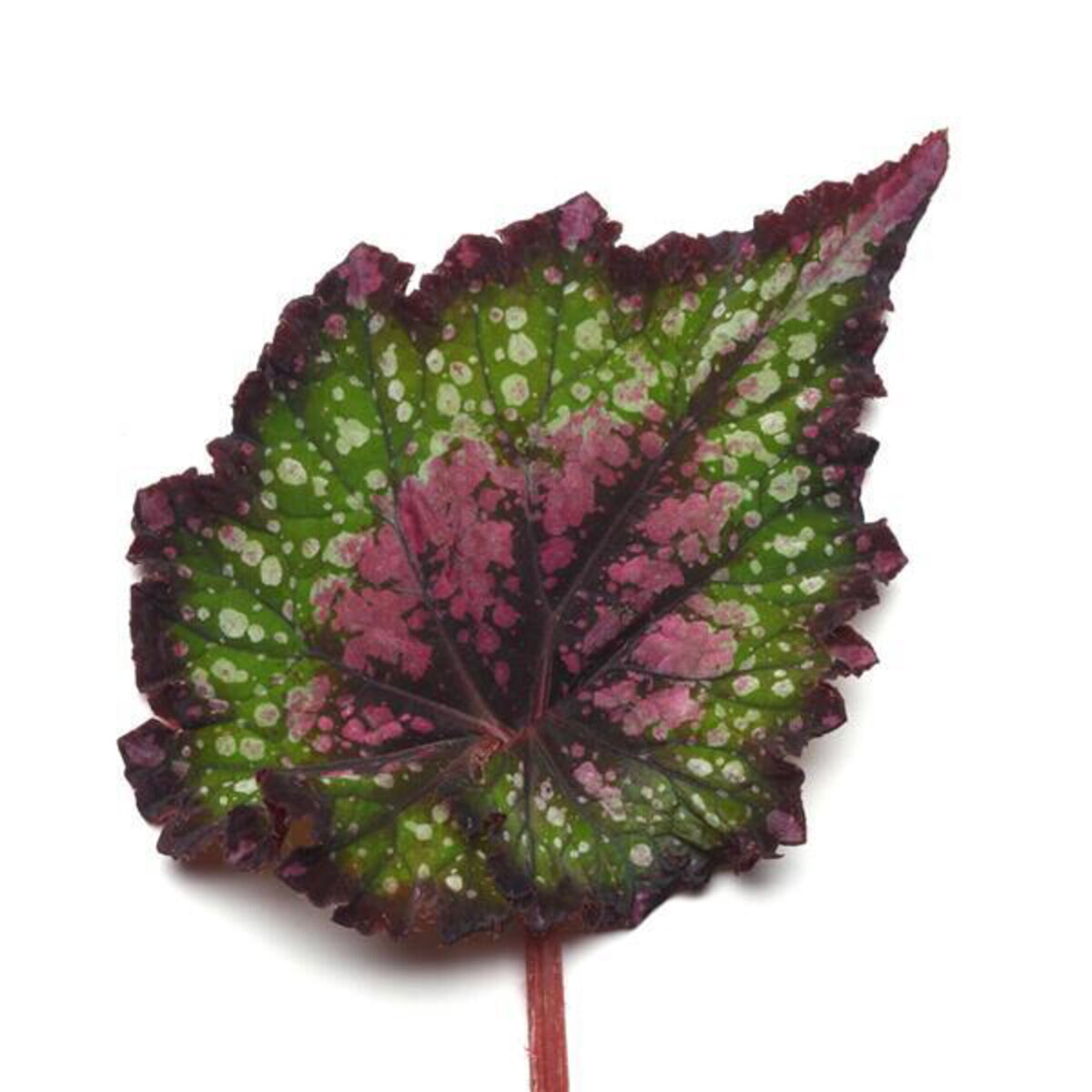 Begonia x Jurassic Watermelon Portfolio Rex Begonia | SiteOne US