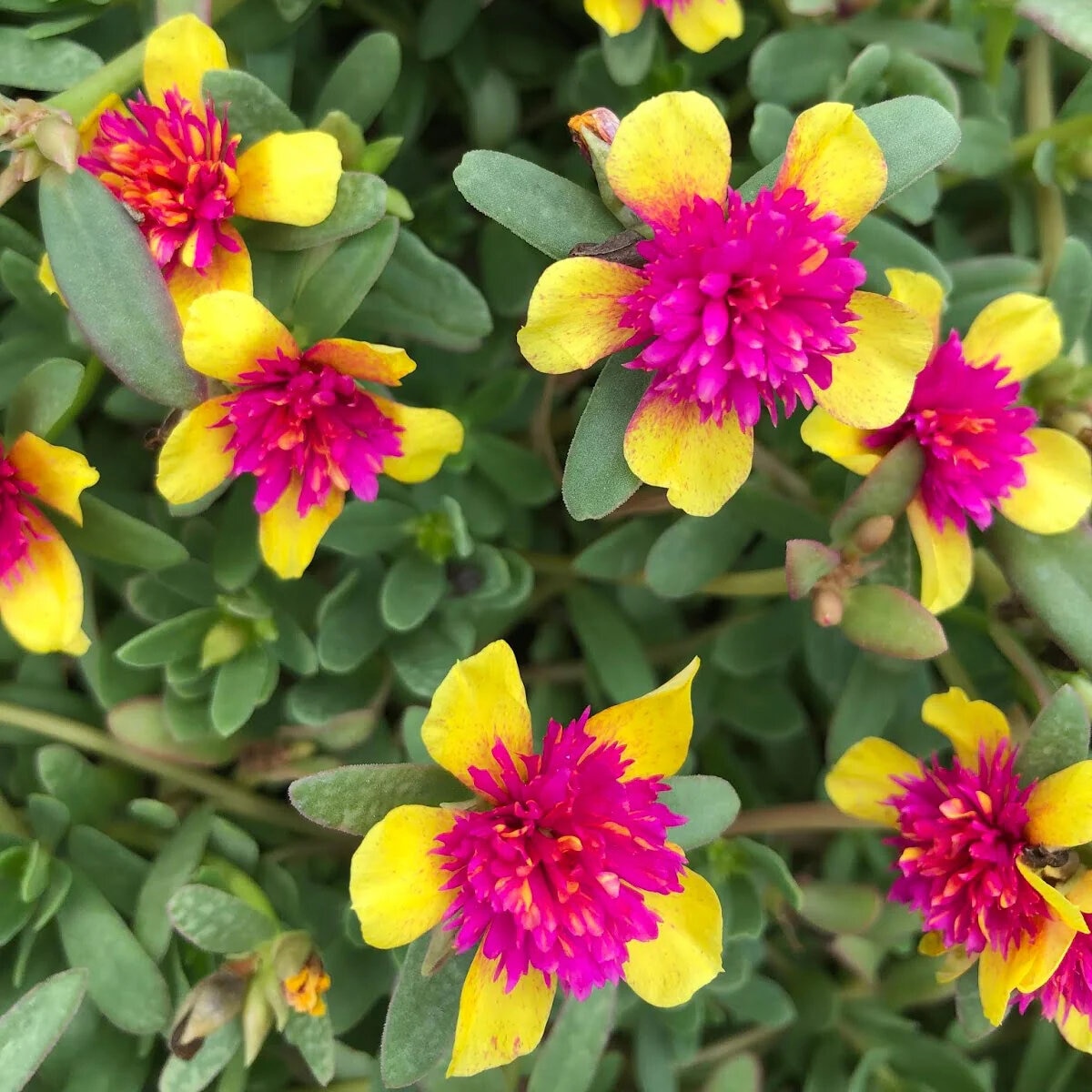 Portulaca oleracea ColorBlast Double Guava Portfolio Purslane | SiteOne US