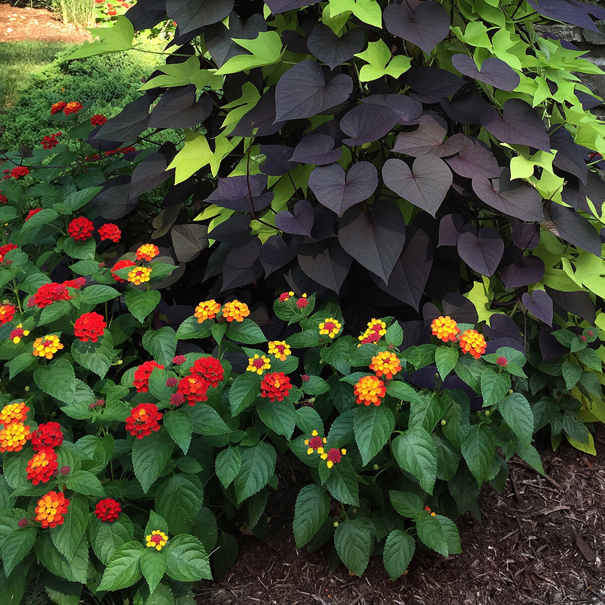 Lantana camara Bloomify Red Portfolio Lantana | SiteOne US