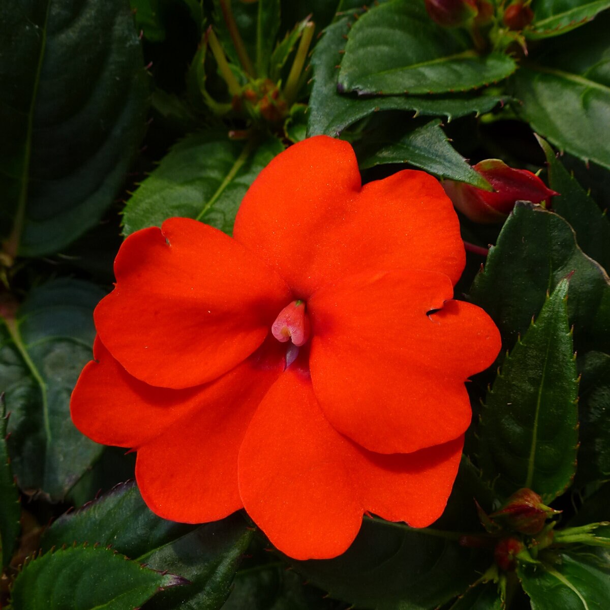 Impatiens x hybrida SunPatiens Compact Electric Orange Portfolio New ...