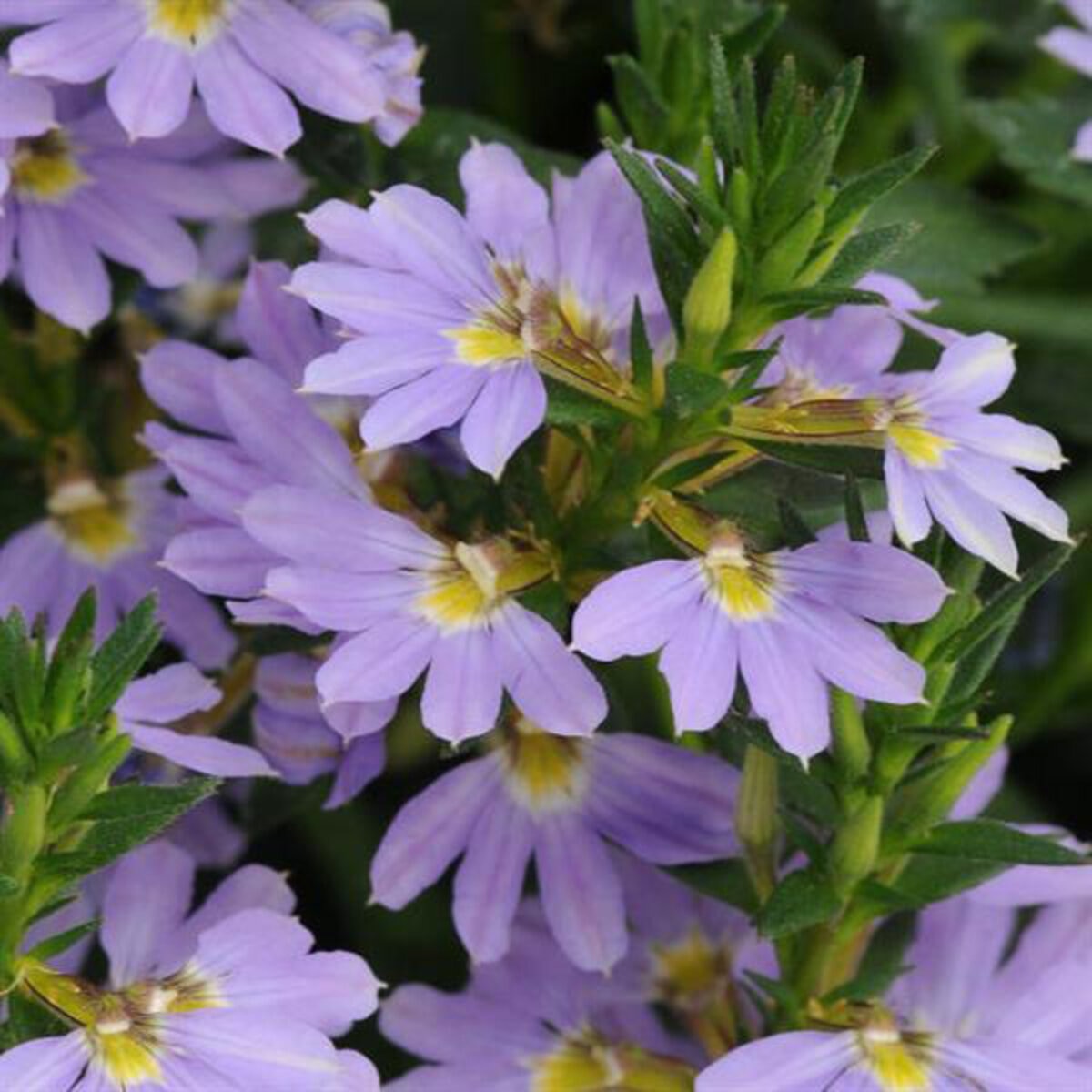 Scaevola Aemula Bondi Blue Portfolio Fan Flower | SiteOne US
