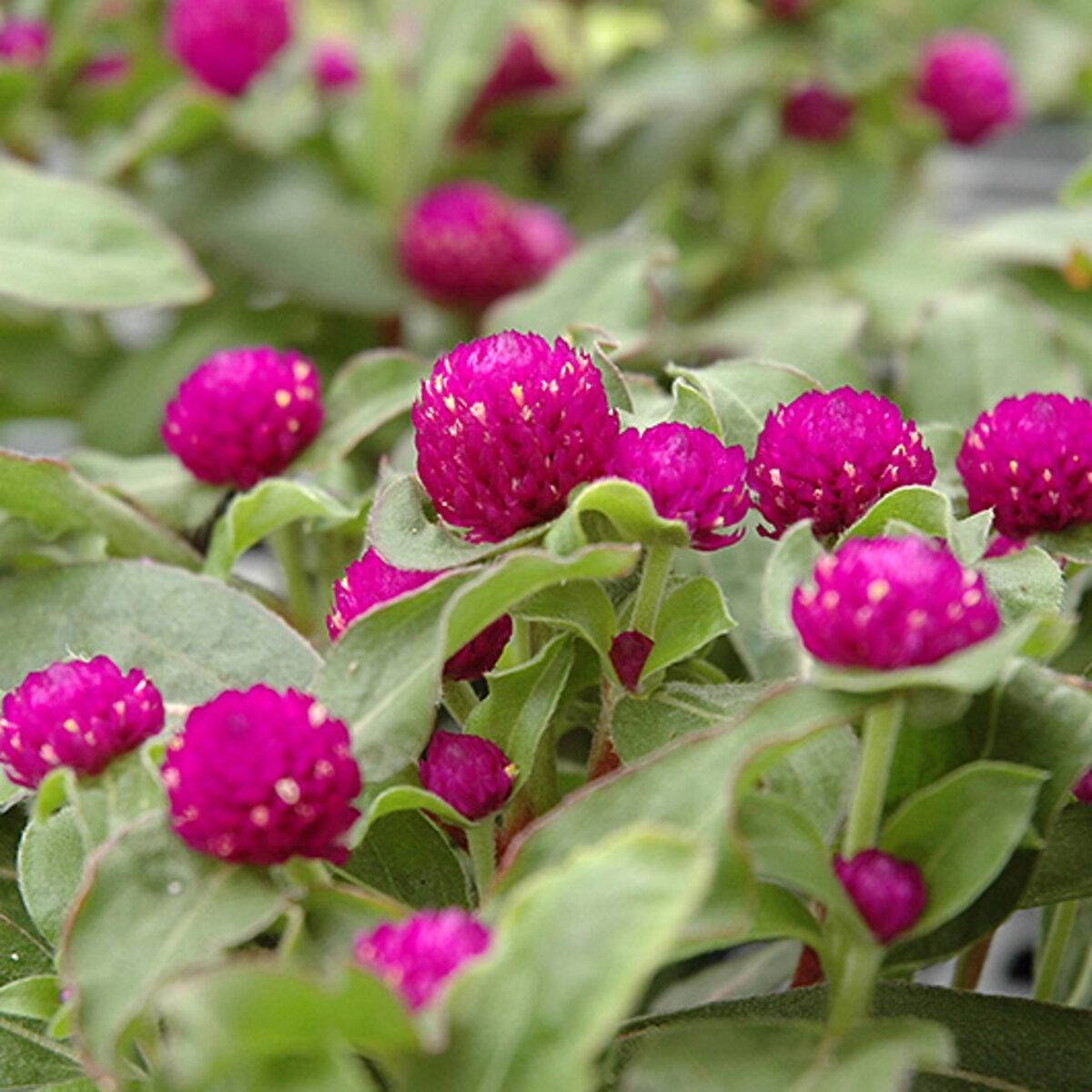 Gomphrena globosa Buddy Purple Portfolio Globe Amaranth | SiteOne US