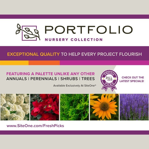 Heliopsis Helianthoides Summer Eclipse Portfolio False Sunflower | SiteOne