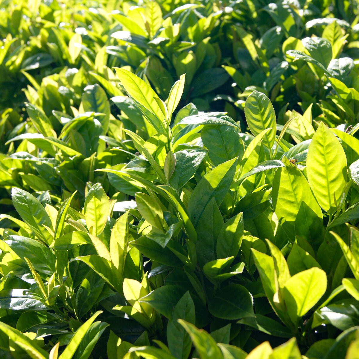 Prunus Laurocerasus Green Goblet Portfolio English Laurel | SiteOne US