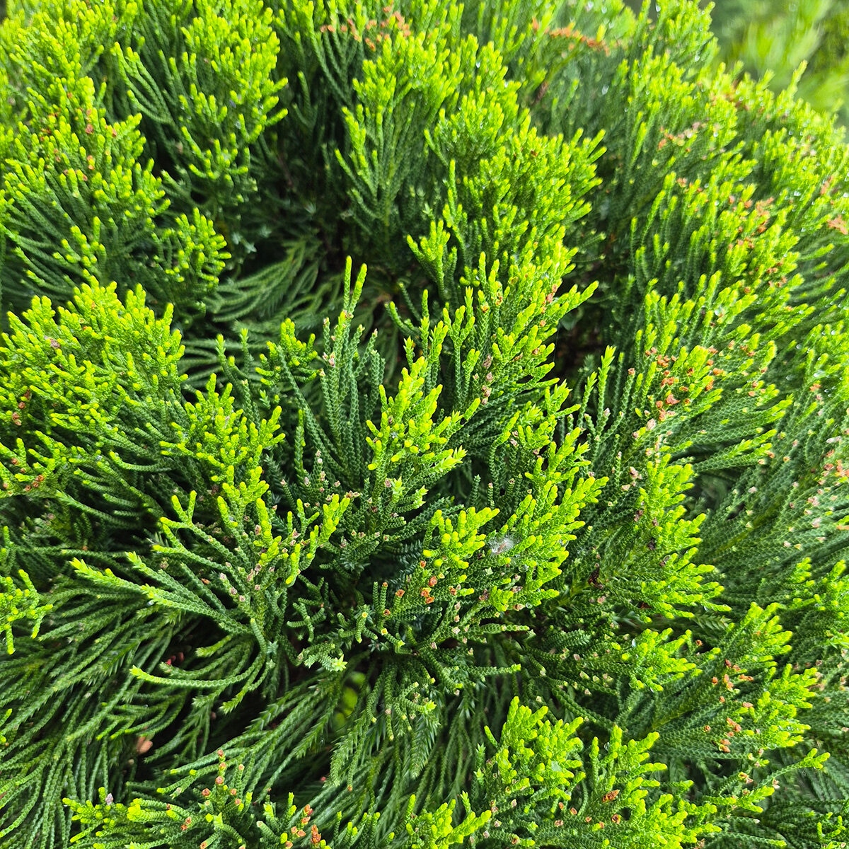 Juniperus chinensis Hetzii Columnaris Portfolio Chinese Juniper ...
