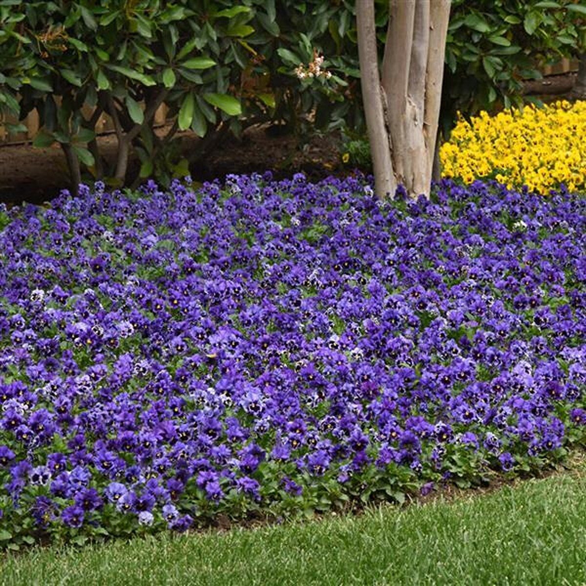 Viola x wittrockiana Frizzle Sizzle Blue Portfolio Ruffled Pansy | SiteOne