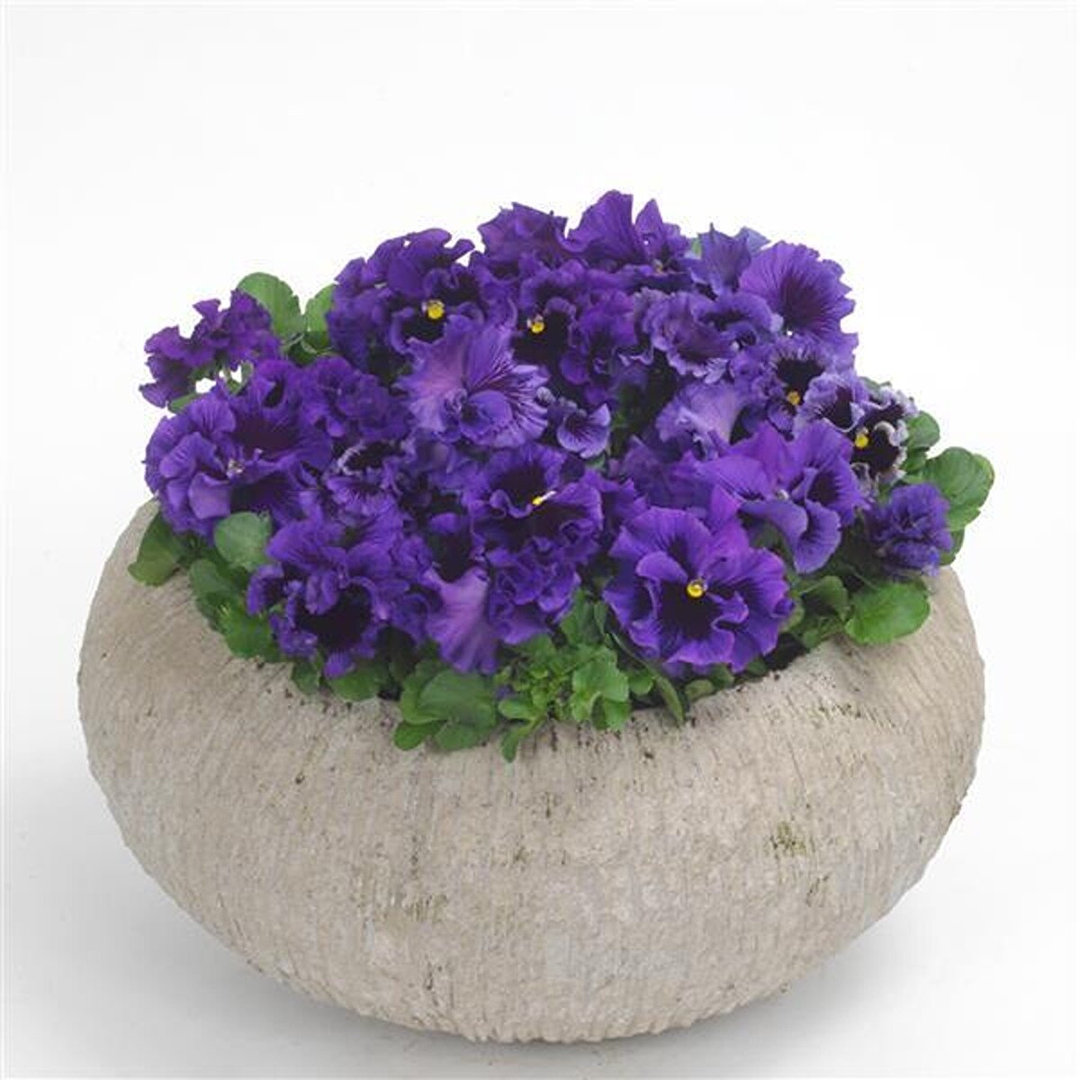 Viola x wittrockiana Frizzle Sizzle Blue Portfolio Ruffled Pansy | SiteOne