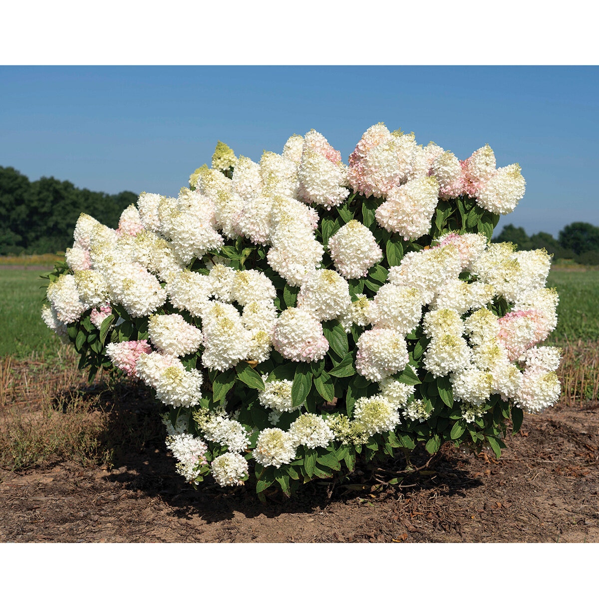 Hydrangea paniculata Sweet Starlight Portfolio Panicle Hydrangea ...