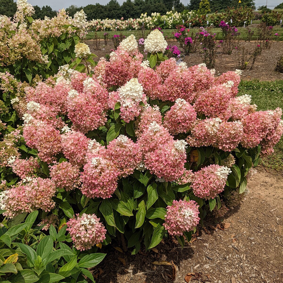Hydrangea paniculata Sweet Starlight Portfolio Panicle Hydrangea ...
