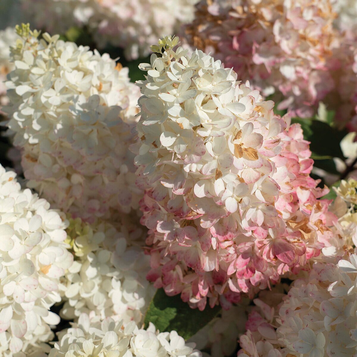 Hydrangea paniculata Sweet Starlight Portfolio Panicle Hydrangea ...