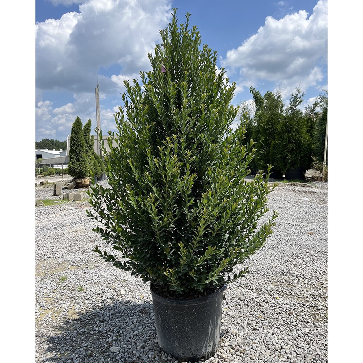 Ilex x Aim High Arrow Point Portfolio Holly | SiteOne US