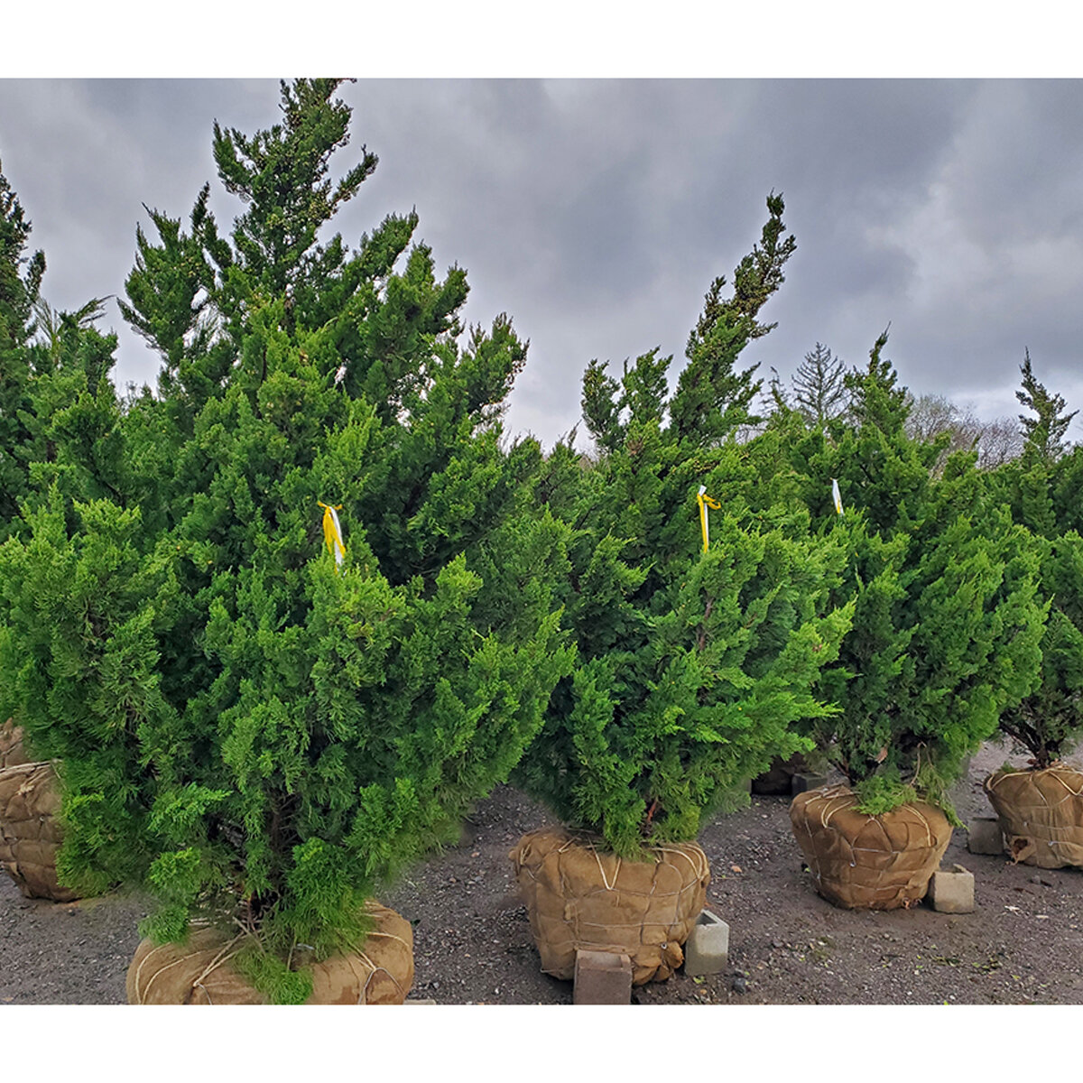 Juniperus chinensis Torulosa Portfolio Chinese Juniper | SiteOne US