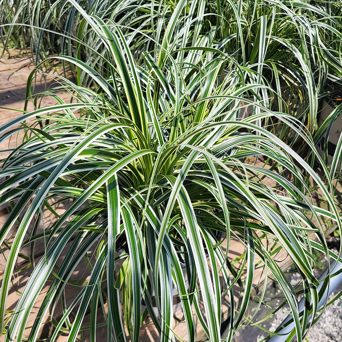 Carex oshimensis Feather Falls Portfolio Japanese Sedge | SiteOne US