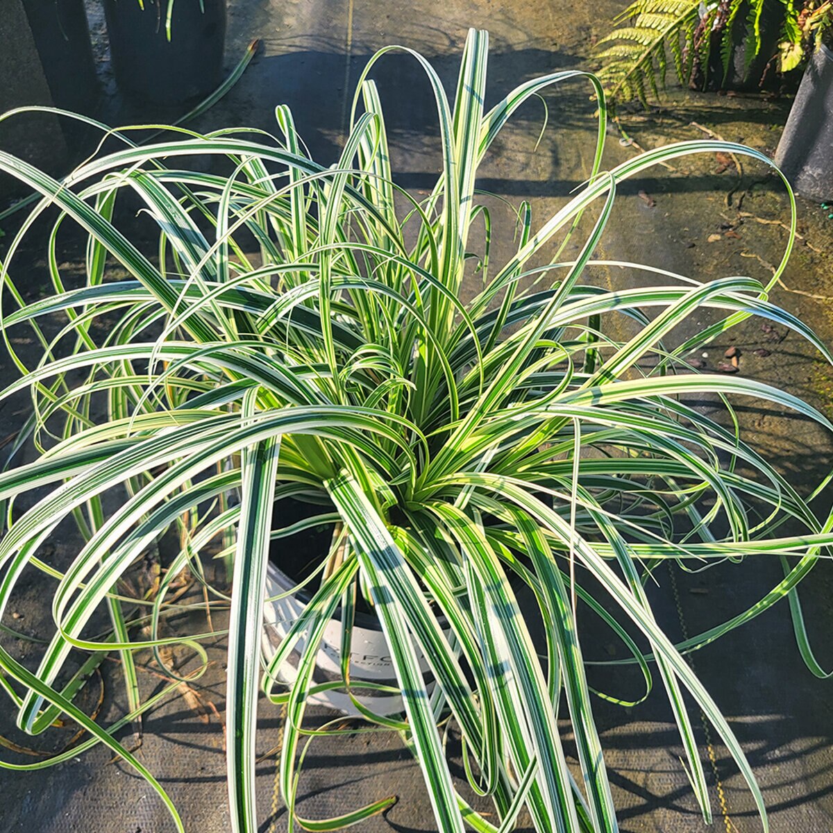 Carex oshimensis Feather Falls Portfolio Japanese Sedge | SiteOne US