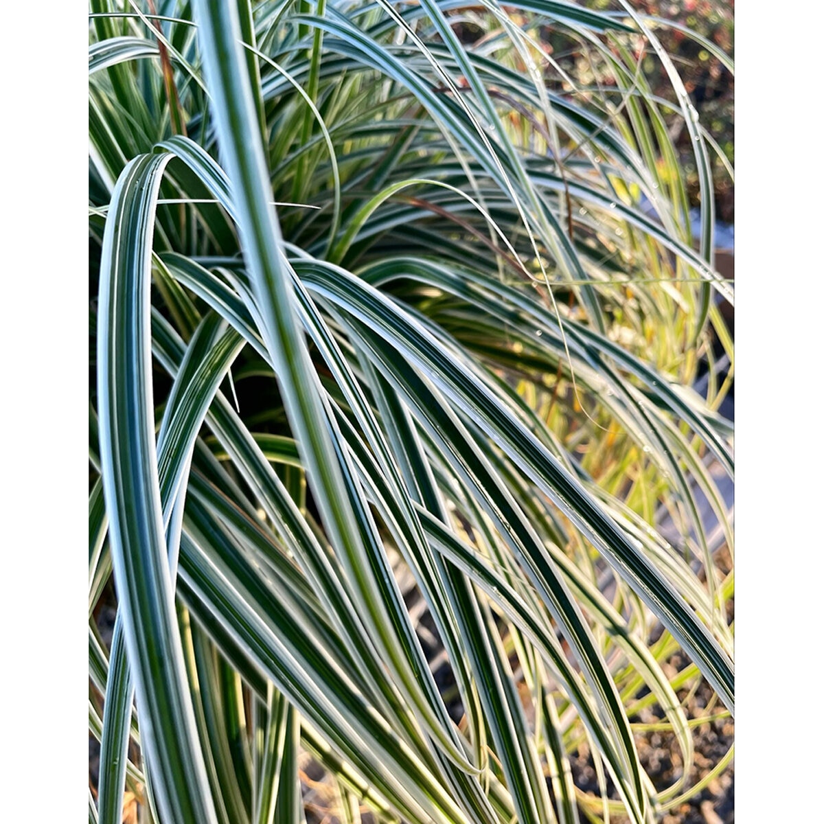 Carex oshimensis Feather Falls Portfolio Japanese Sedge | SiteOne US