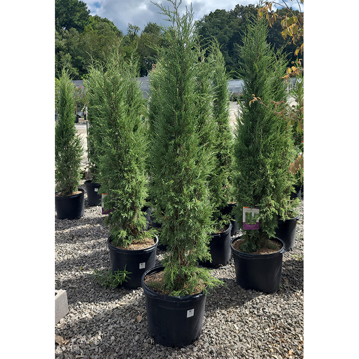 Juniperus virginiana Taylor Portfolio Eastern Red Cedar | SiteOne US