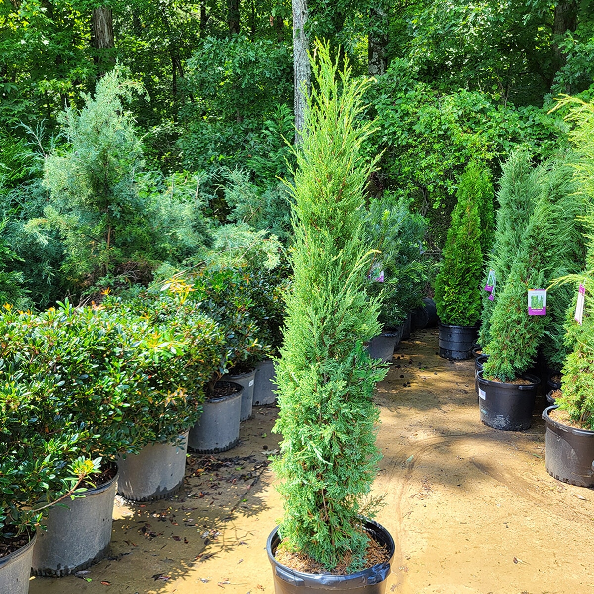 Juniperus virginiana Taylor Portfolio Eastern Red Cedar | SiteOne US