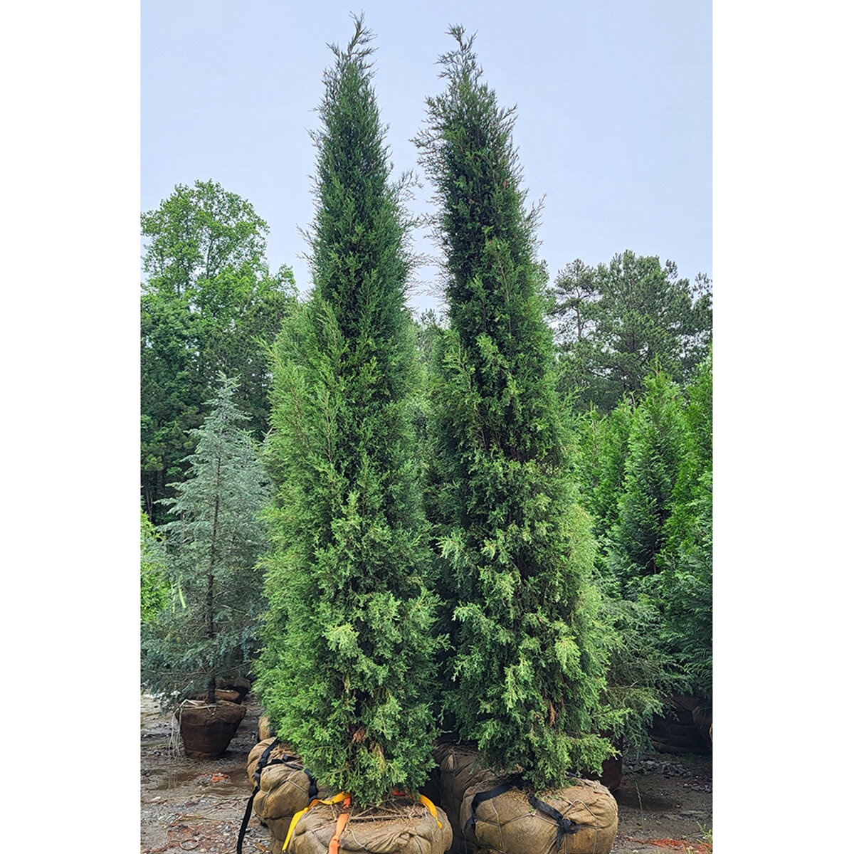 Juniperus virginiana Taylor Portfolio Eastern Red Cedar | SiteOne US