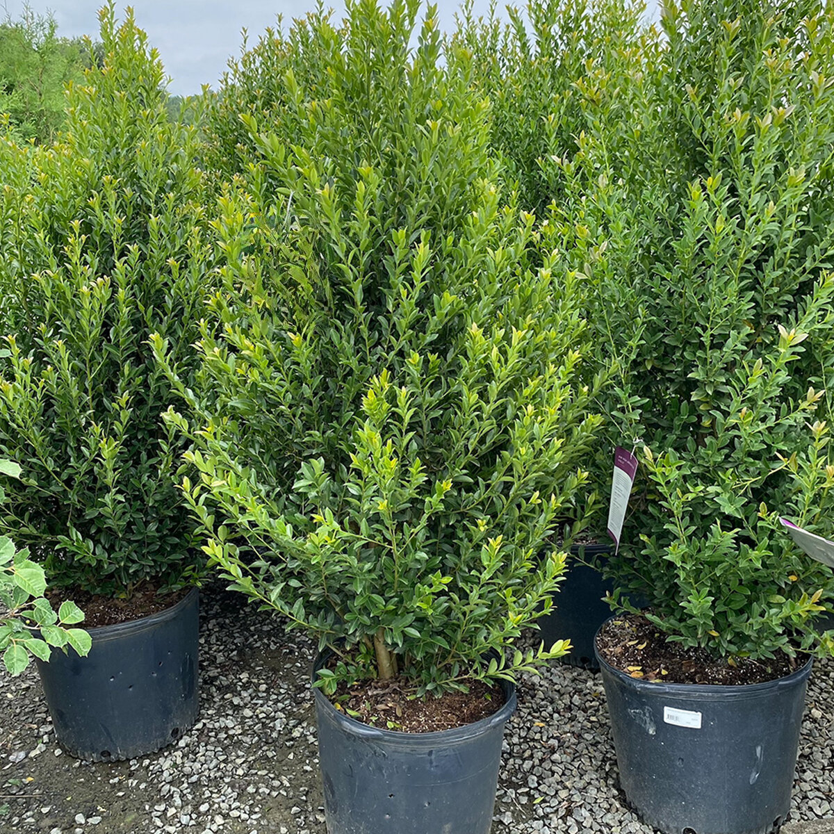 Ilex x Aim High Arrow Point Portfolio Holly | SiteOne US