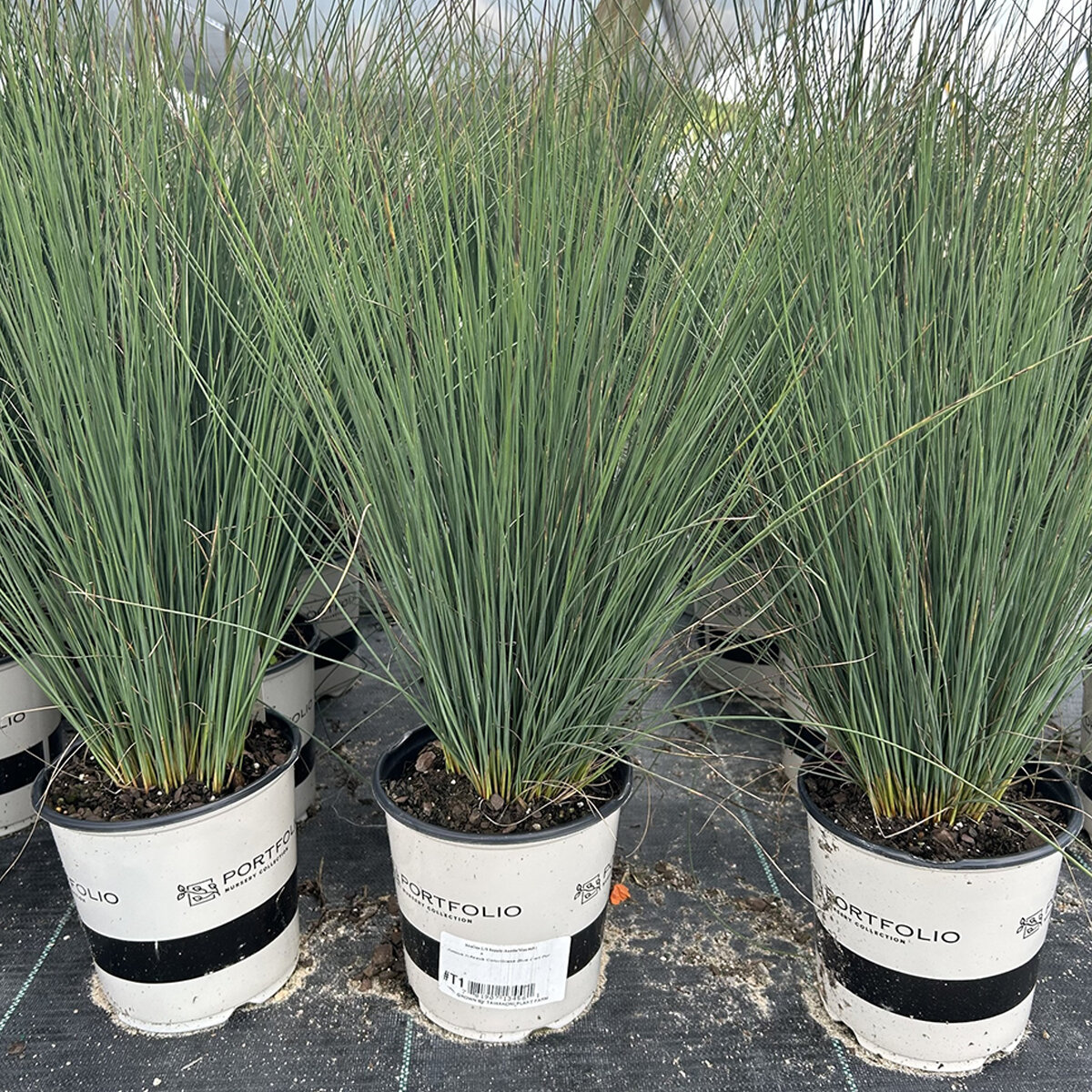 Juncus tenuis Blue Dart Portfolio Rush | SiteOne US