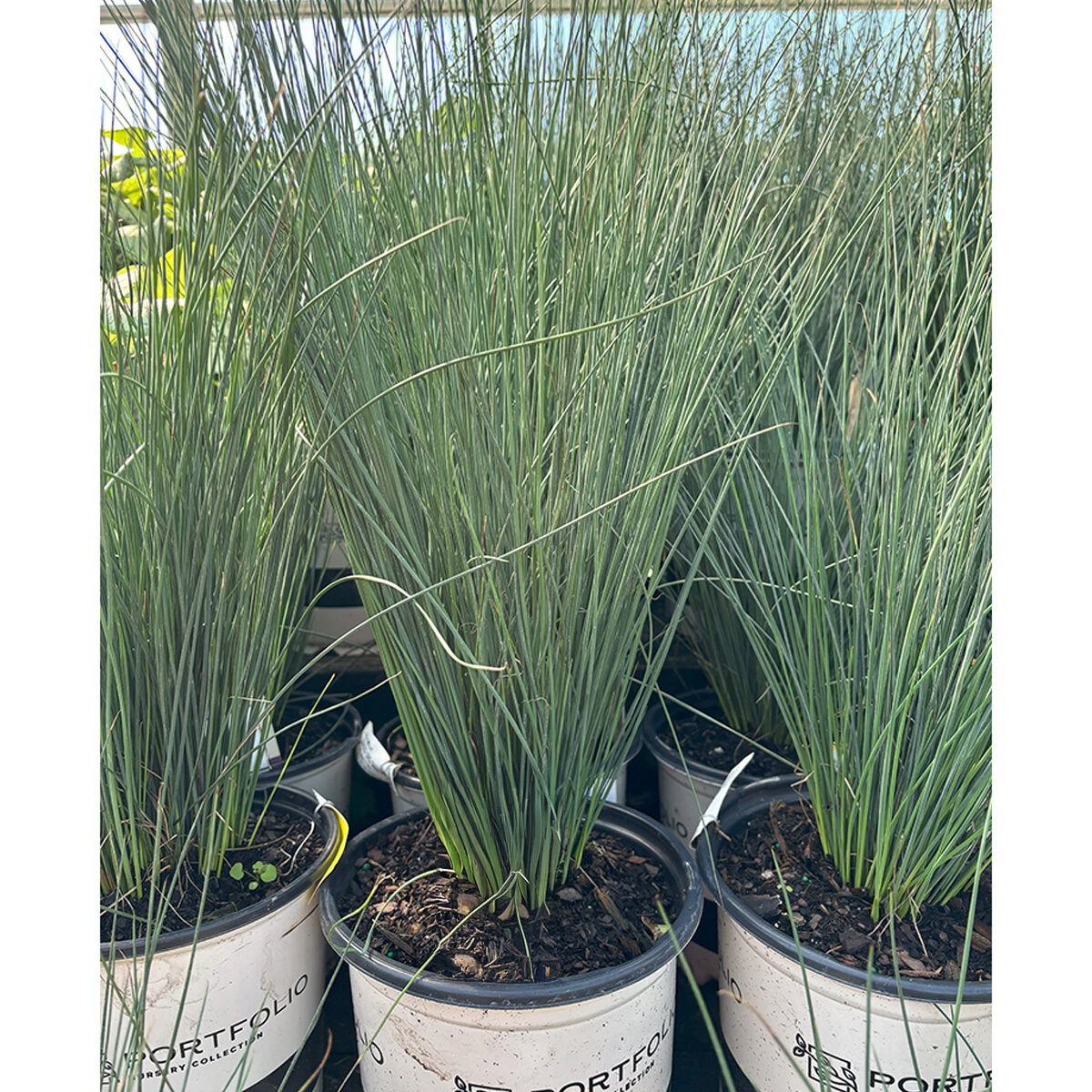 Juncus tenuis Blue Dart Portfolio Rush | SiteOne US