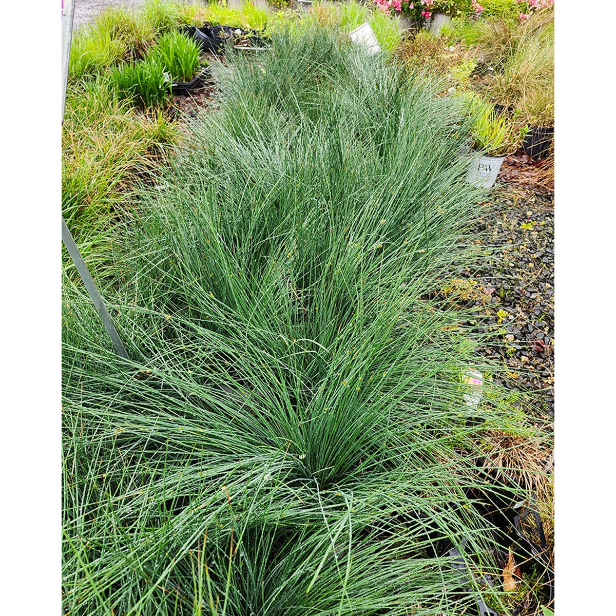 Juncus tenuis Blue Dart Portfolio Rush | SiteOne US