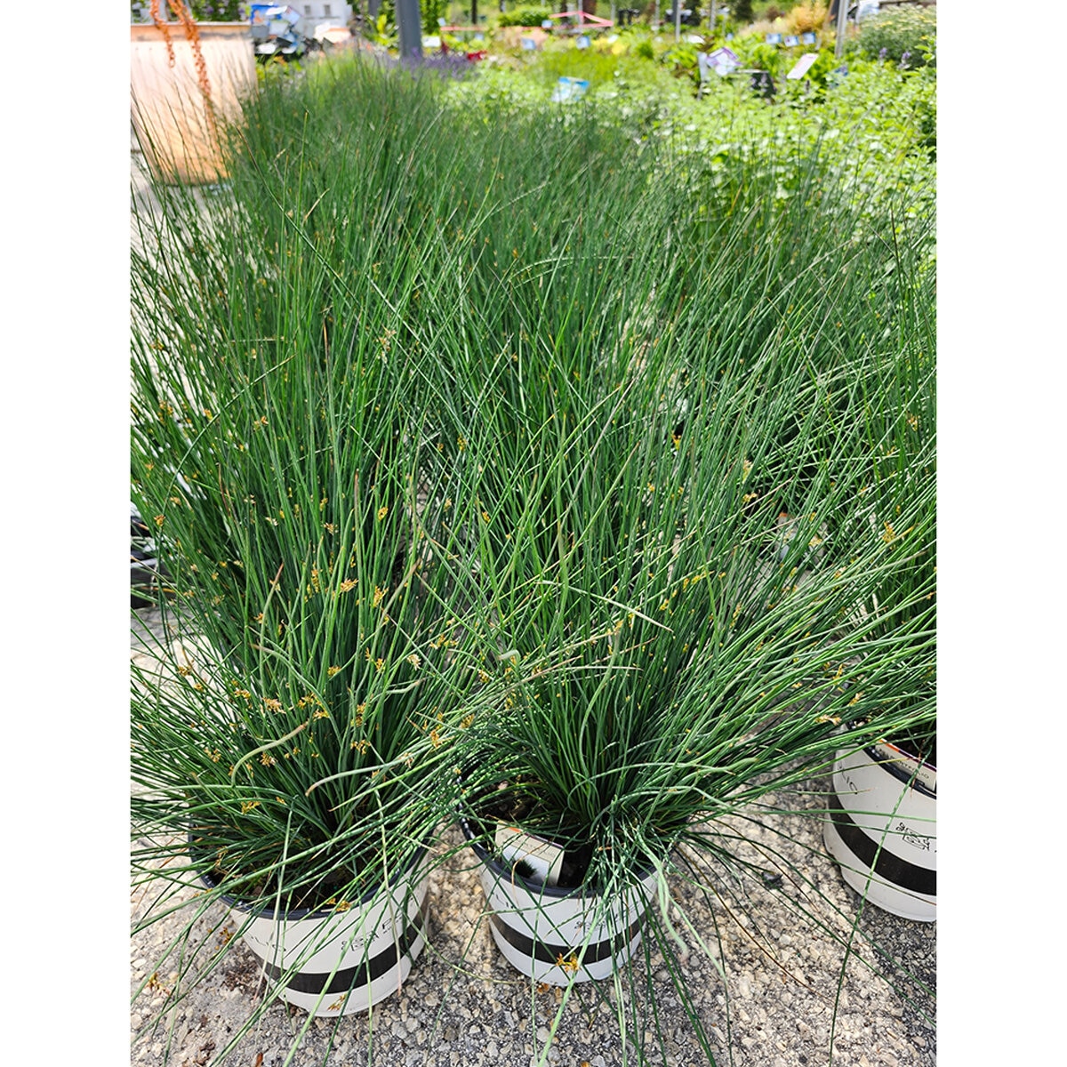 Juncus tenuis Blue Dart Portfolio Rush | SiteOne US