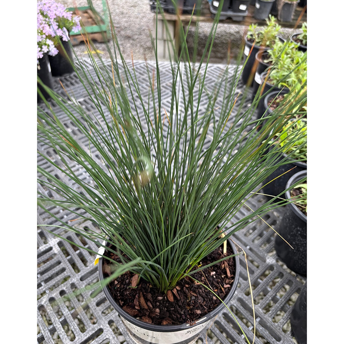 Juncus tenuis Blue Dart Portfolio Rush | SiteOne US