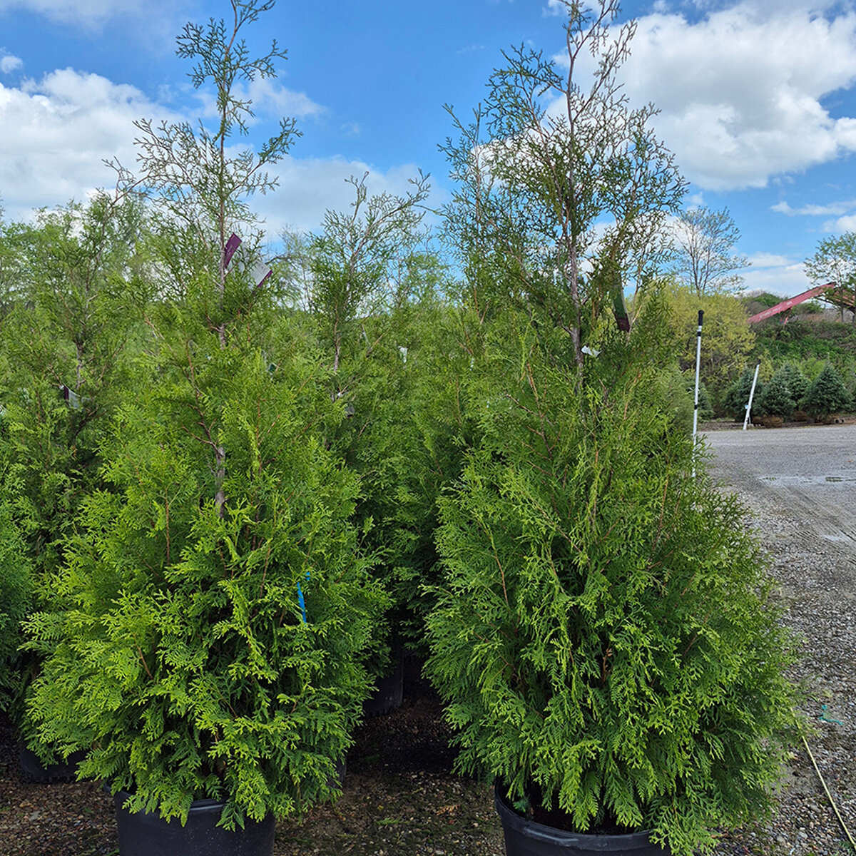 Thuja occidentalis American Pillar Portfolio Arborvitae | SiteOne US