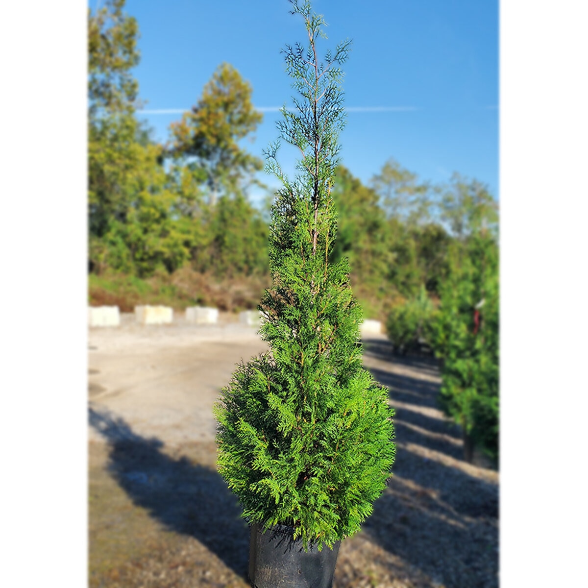 Thuja occidentalis American Pillar Portfolio Arborvitae | SiteOne US