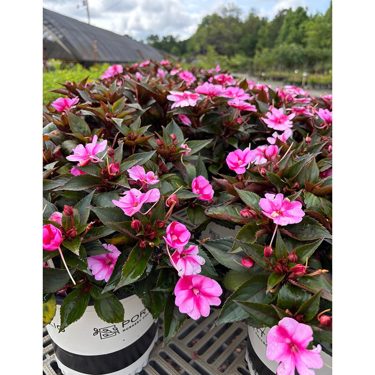 Impatiens x hybrida SunPatiens Compact Red Candy Portfolio New Guinea ...