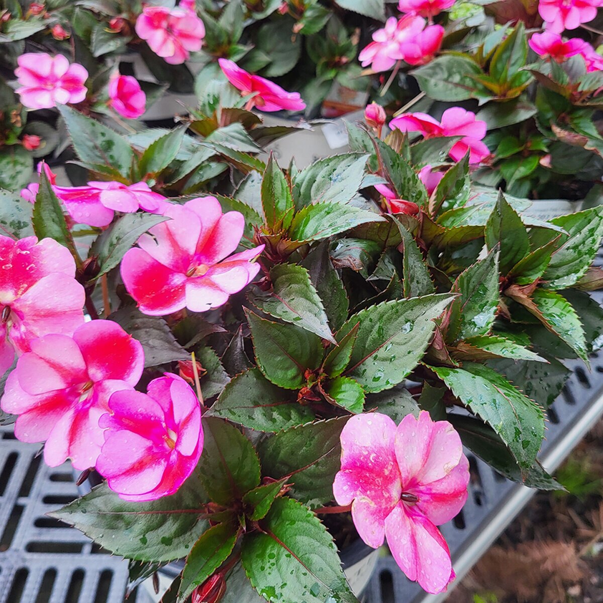 Impatiens x hybrida SunPatiens Compact Red Candy Portfolio New Guinea ...