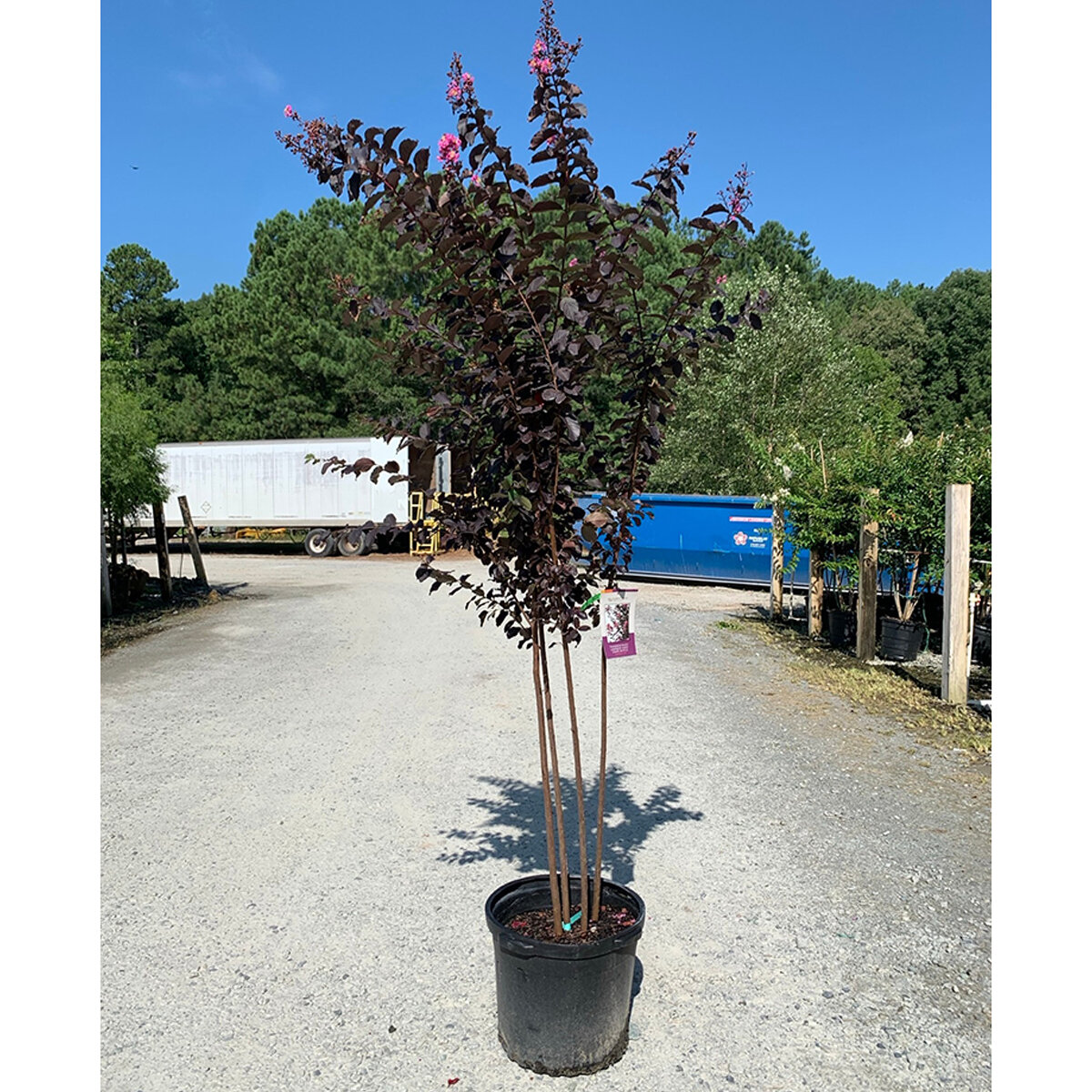 Lagerstroemia x Thunderstruck Lavender Skies Portfolio Crape Myrtle ...