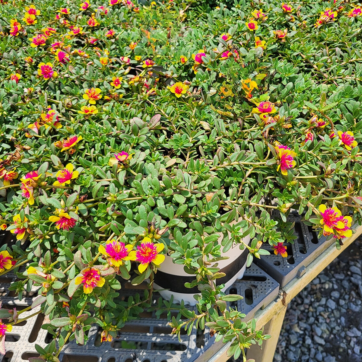 Portulaca oleracea ColorBlast Double Guava Portfolio Purslane | SiteOne US