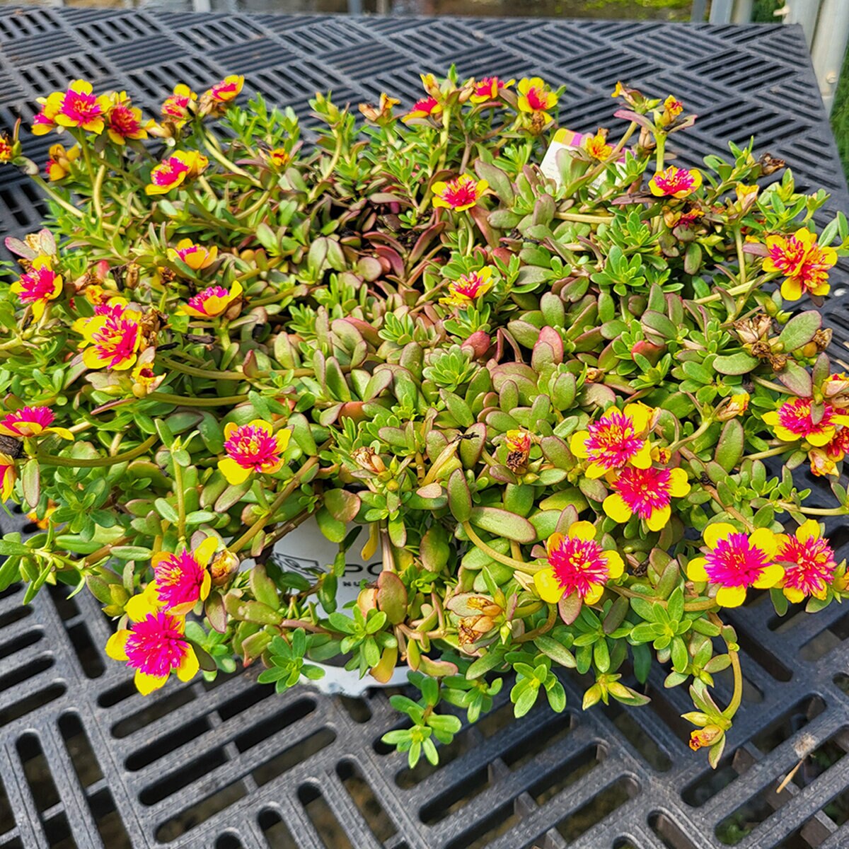 Portulaca oleracea ColorBlast Double Guava Portfolio Purslane | SiteOne US