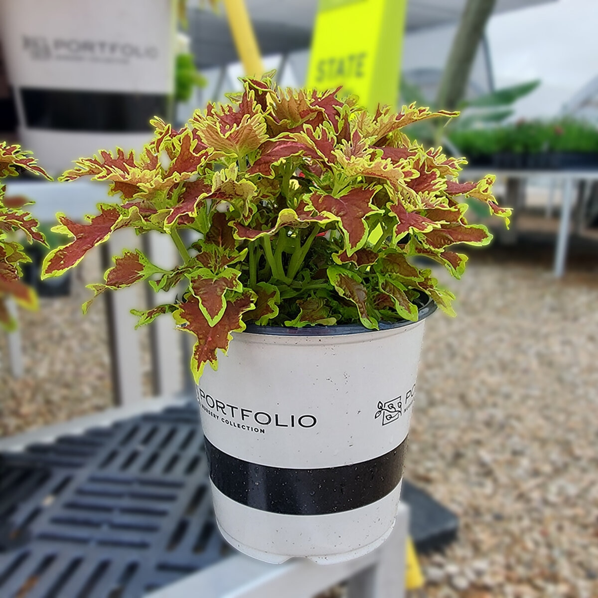 Coleus scutellarioides Copperhead Portfolio Coleus | SiteOne US