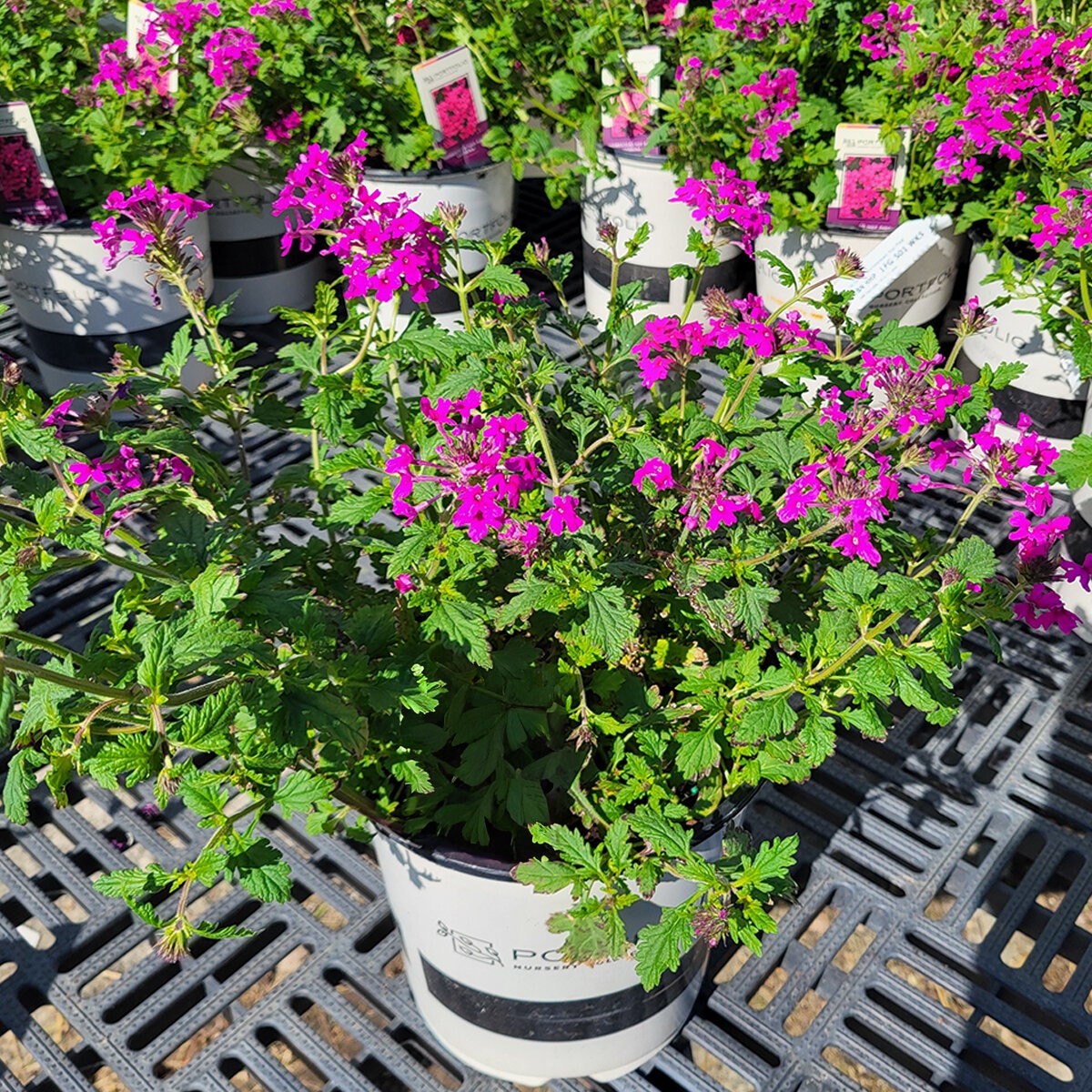 Verbena canadensis Homestead Hot Pink Portfolio Vervain | SiteOne US