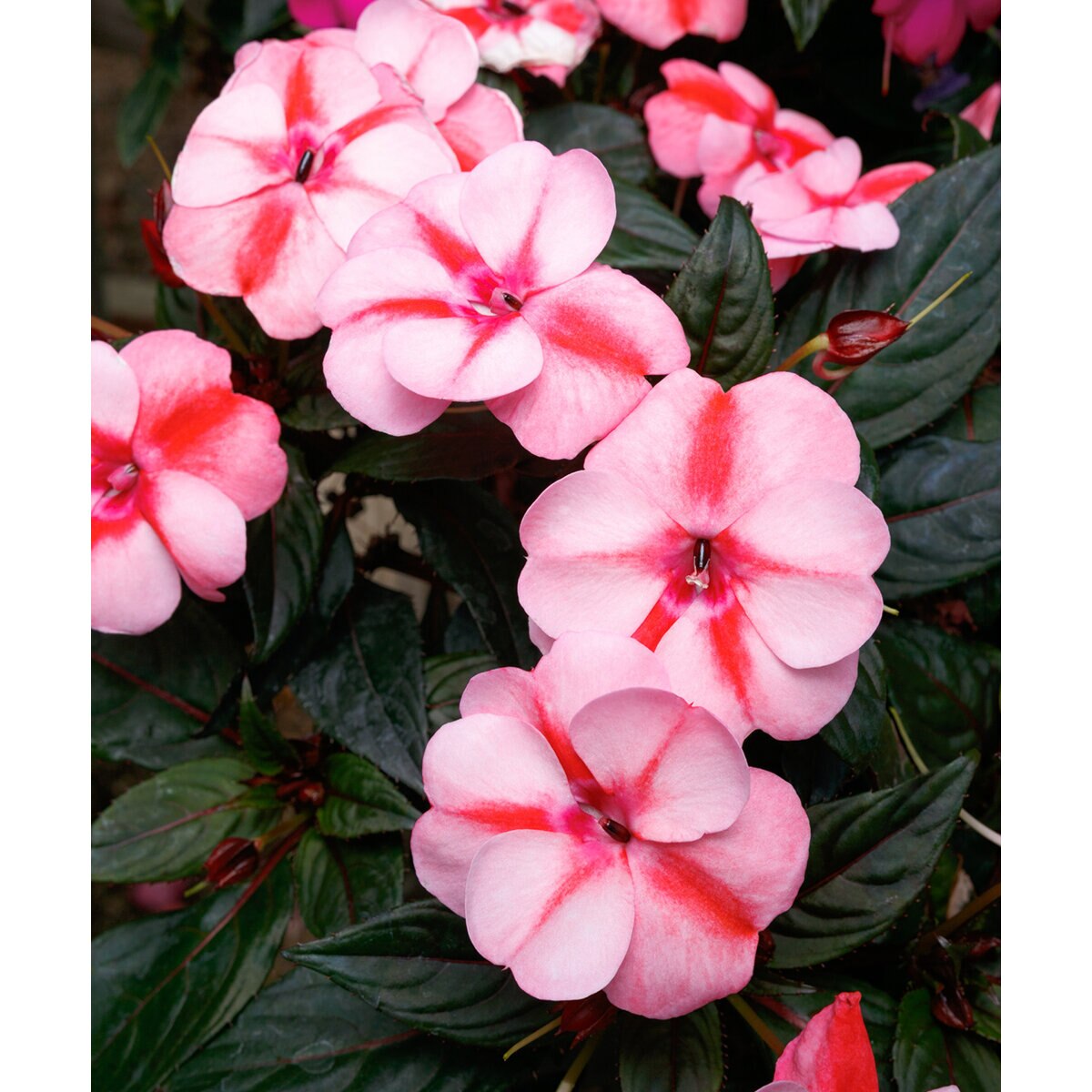 Impatiens x hybrida SunPatiens Vigorous Peach Candy Portfolio New ...