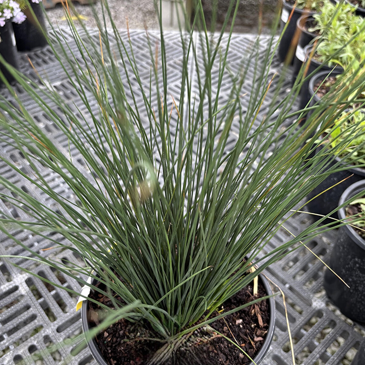 Juncus tenuis Blue Dart Portfolio Rush | SiteOne US
