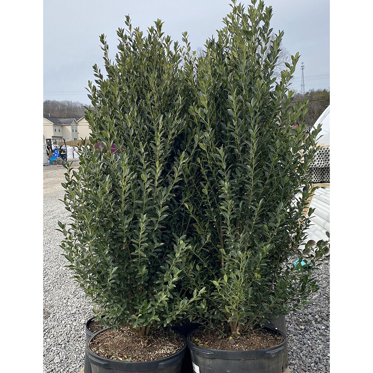 Ilex x Aim High Arrow Point Portfolio Holly | SiteOne US