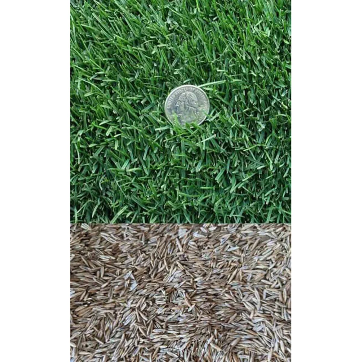 Grass Seed Rye/Blue 25 lb | SiteOne US