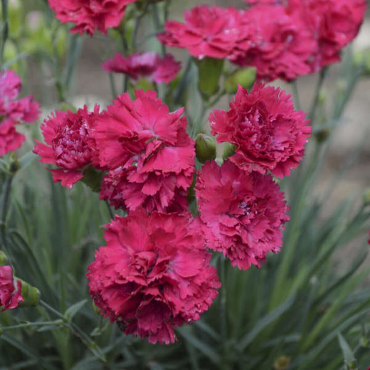 Dianthus X Fruit Punch Cranberry Cocktail Pinks | SiteOne US