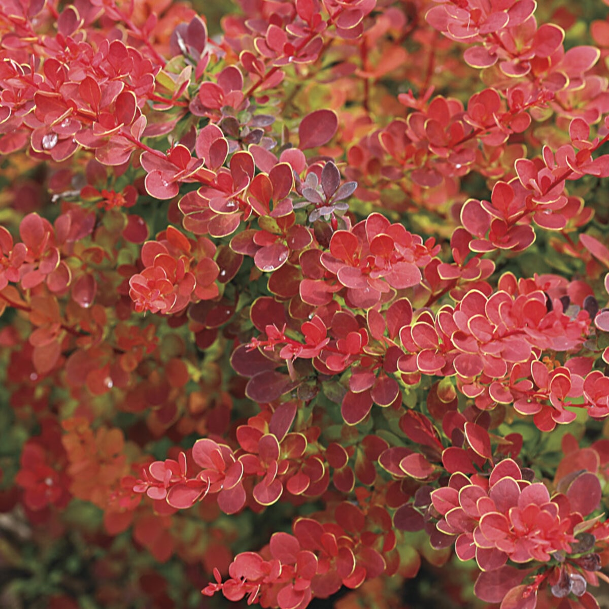 Berberis thunbergii Sunjoy Tangelo Proven Winners Japanese Barberry ...