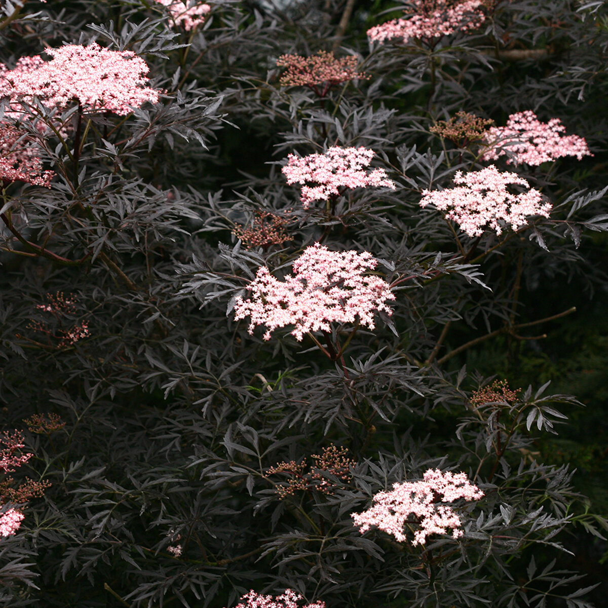 Sambucus nigra Color Choice Black Lace Proven Winners Elderberry ...