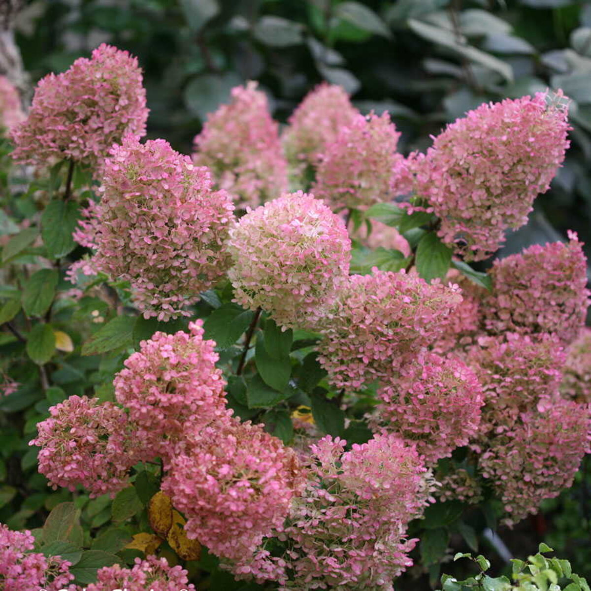 Hydrangea paniculata Bobo Proven Winners Panicle Hydrangea | SiteOne US