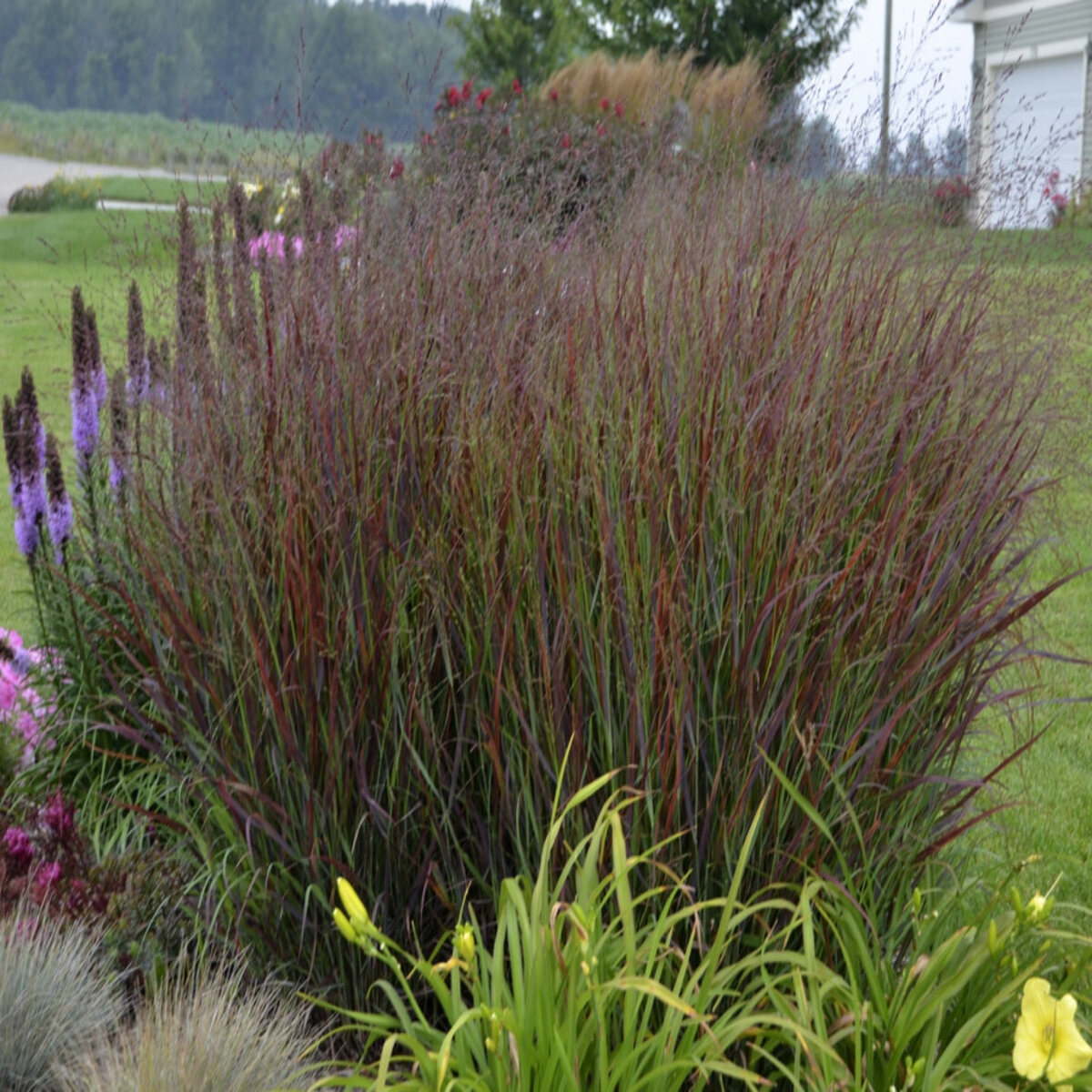 Panicum virgatum Prairie Winds Cheyenne Sky Proven Winners Switch Grass ...